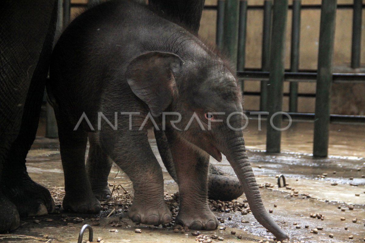 KELAHIRAN BAYI GAJAH SUMATERA | ANTARA Foto