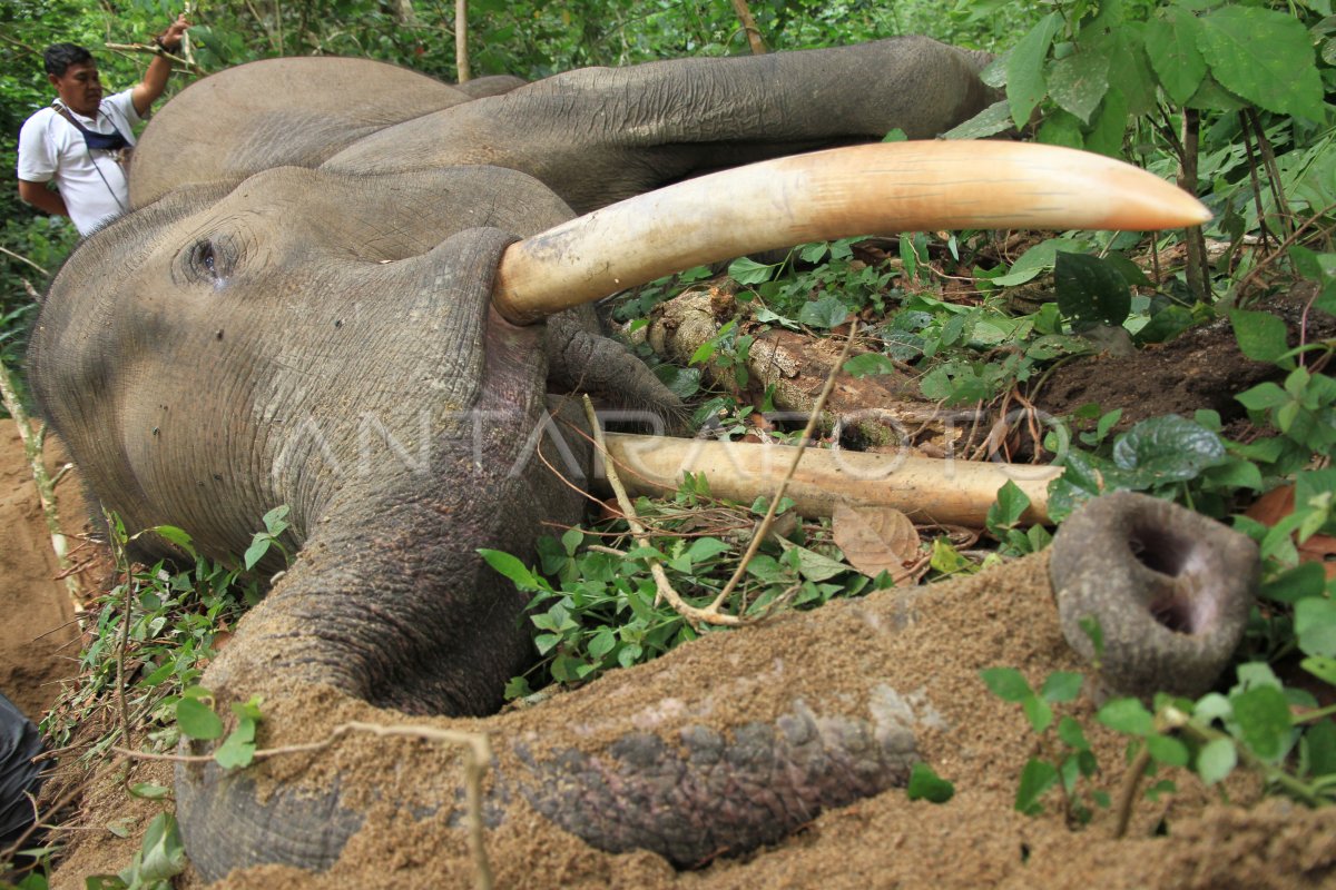 GAJAH JINAK MATI MENDADAK DI ACEH JAYA | ANTARA Foto