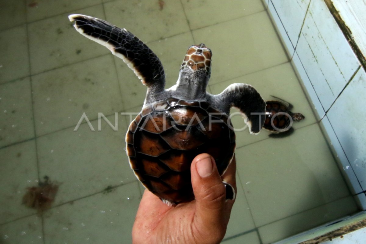 AKHIR MUSIM PENYU BERTELUR | ANTARA Foto AKHIR MUSIM PENYU BERTELUR | ANTARA Foto