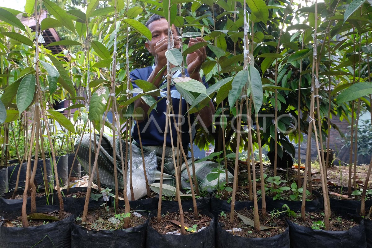 PEKARANGAN RUMAH UNTUK PEMBIBITAN BUAH | ANTARA Foto