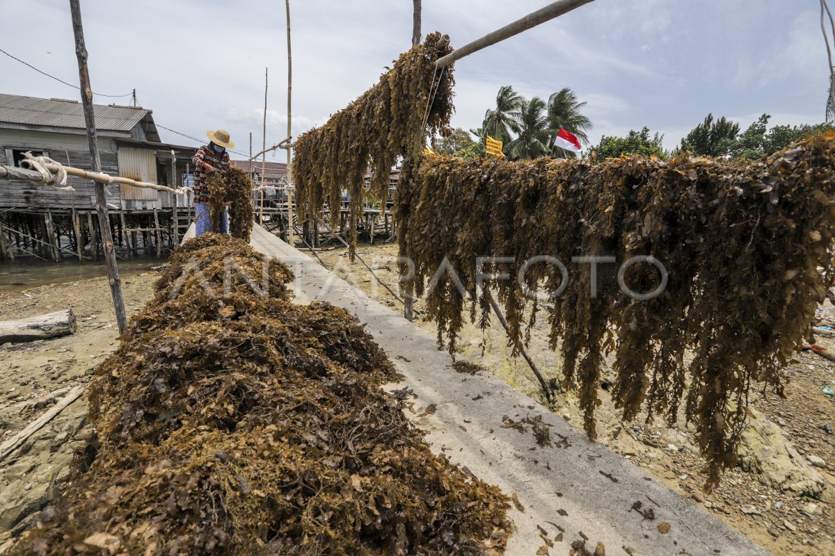 NELAYAN RUMPUT LAUT SARGASSUM | ANTARA Foto