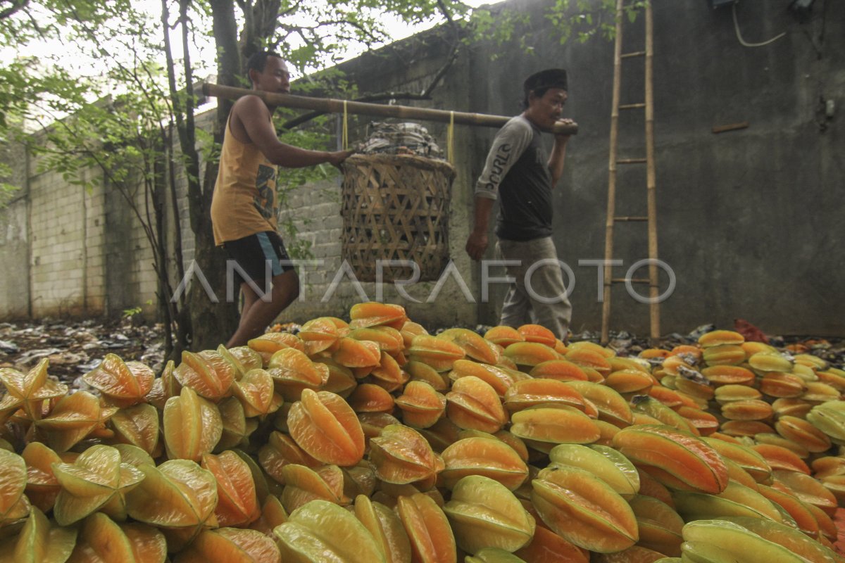 PANEN BELIMBING DEWI KHAS KOTA DEPOK | ANTARA Foto PANEN BELIMBING DEWI KHAS KOTA DEPOK | ANTARA Foto