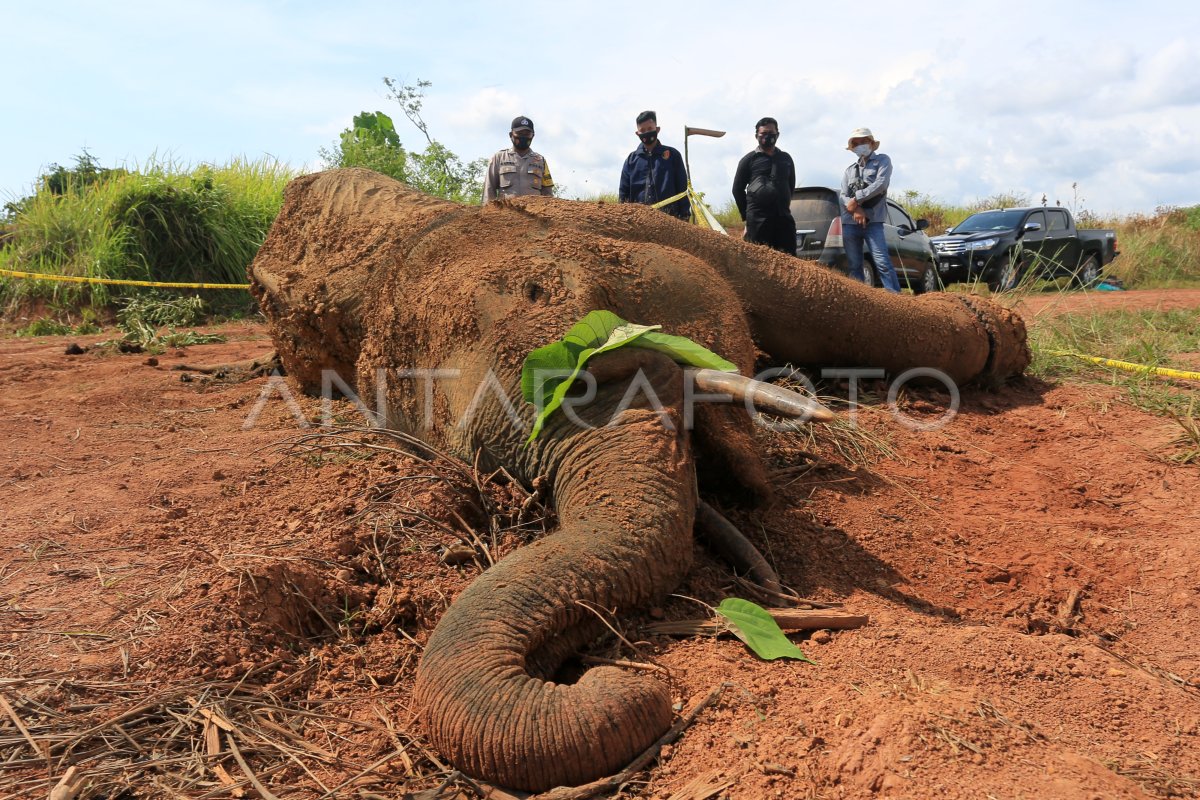 NEKROPSI GAJAH MATI DI ACEH JAYA | ANTARA Foto