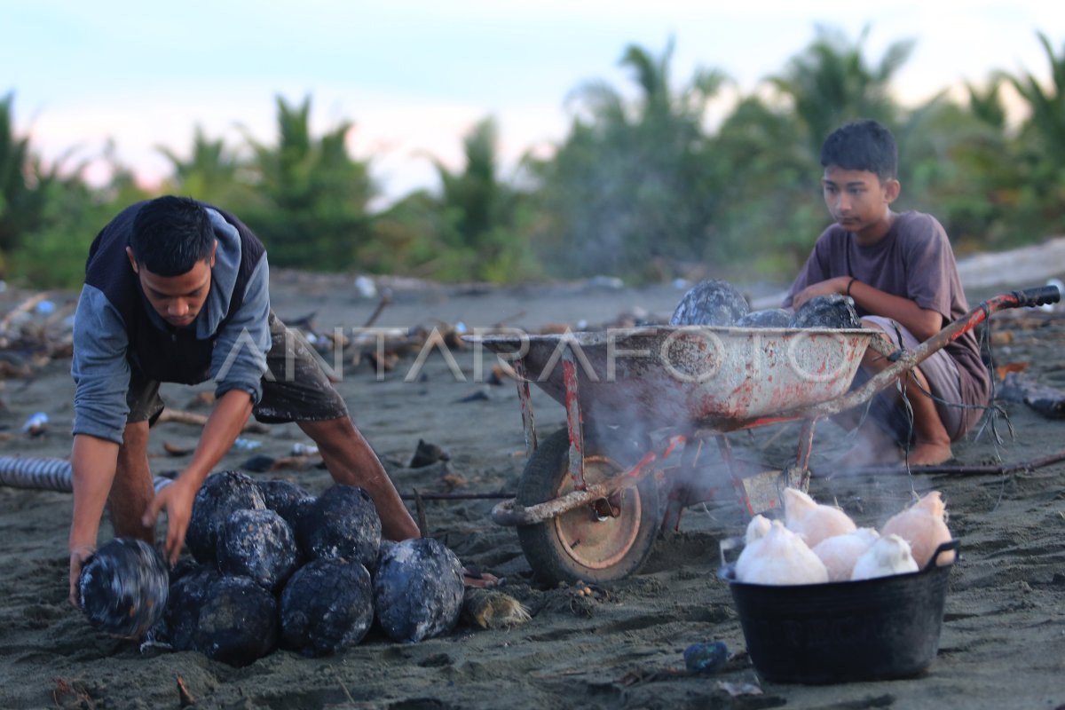 KELAPA BAKAR KHAS RAMADHAN DI ACEH BARAT | ANTARA Foto KELAPA BAKAR KHAS RAMADHAN DI ACEH BARAT | ANTARA Foto