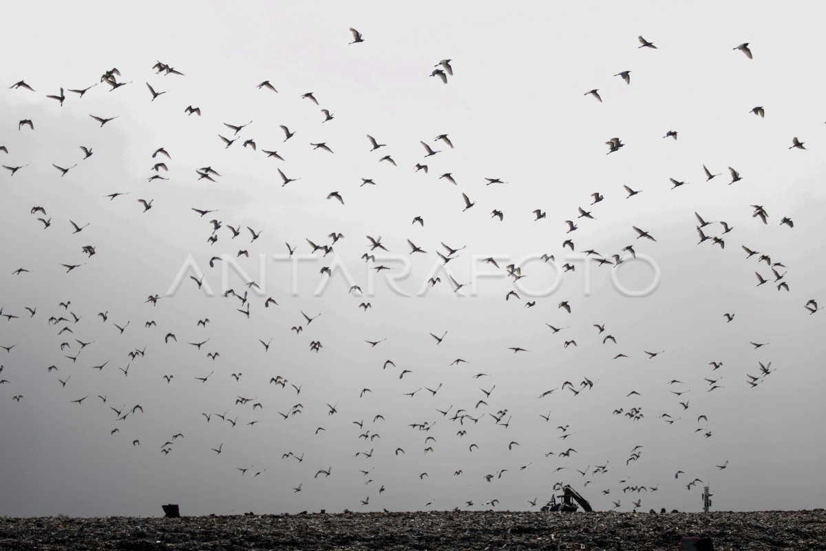 POPULASI BURUNG KUNTUL MENURUN | ANTARA Foto POPULASI BURUNG KUNTUL MENURUN | ANTARA Foto