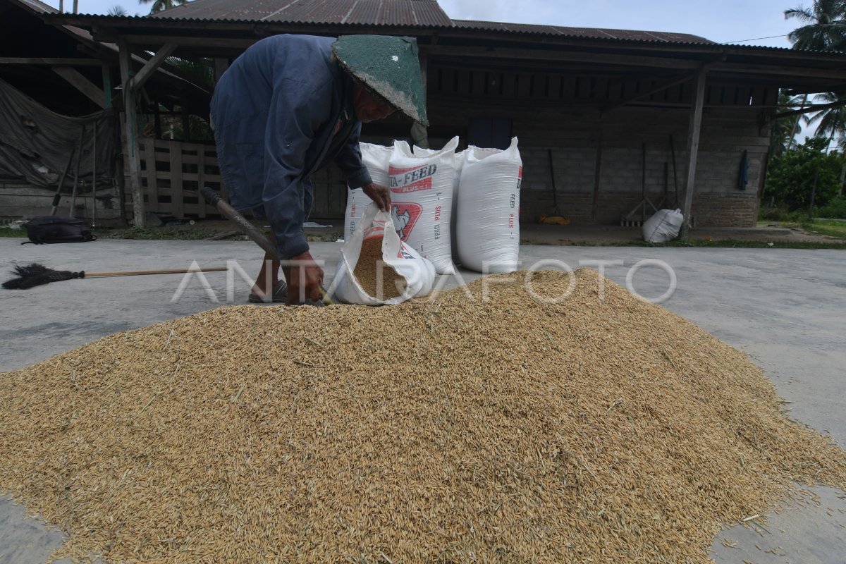 HASIL PANEN PADI MENINGKAT | ANTARA Foto