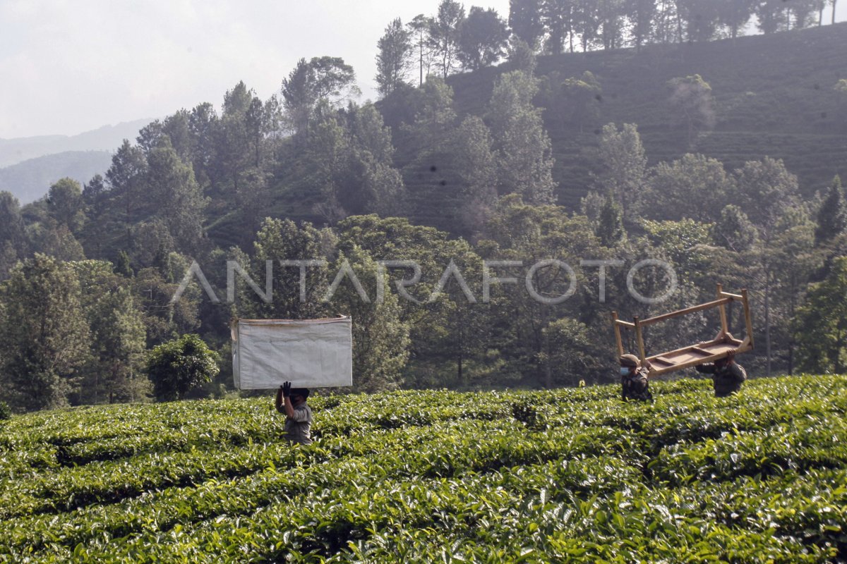PENERTIBAN PKL DI KAWASAN WISATA PUNCAK BOGOR | ANTARA Foto