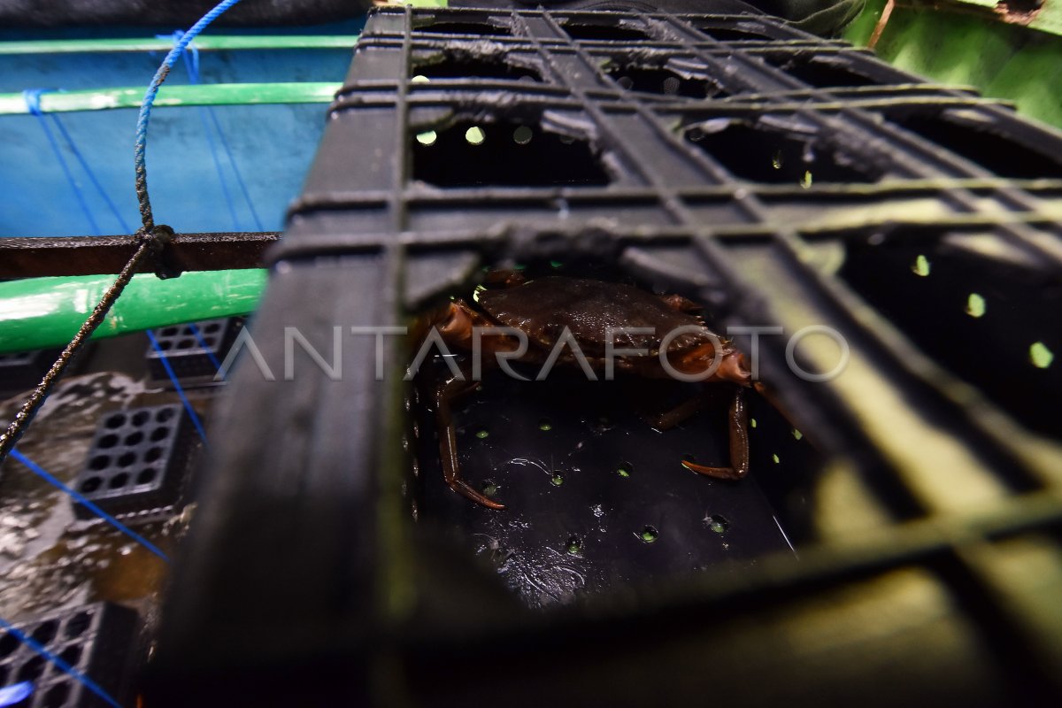 PRODUKSI KEPITING BAKAU | ANTARA Foto