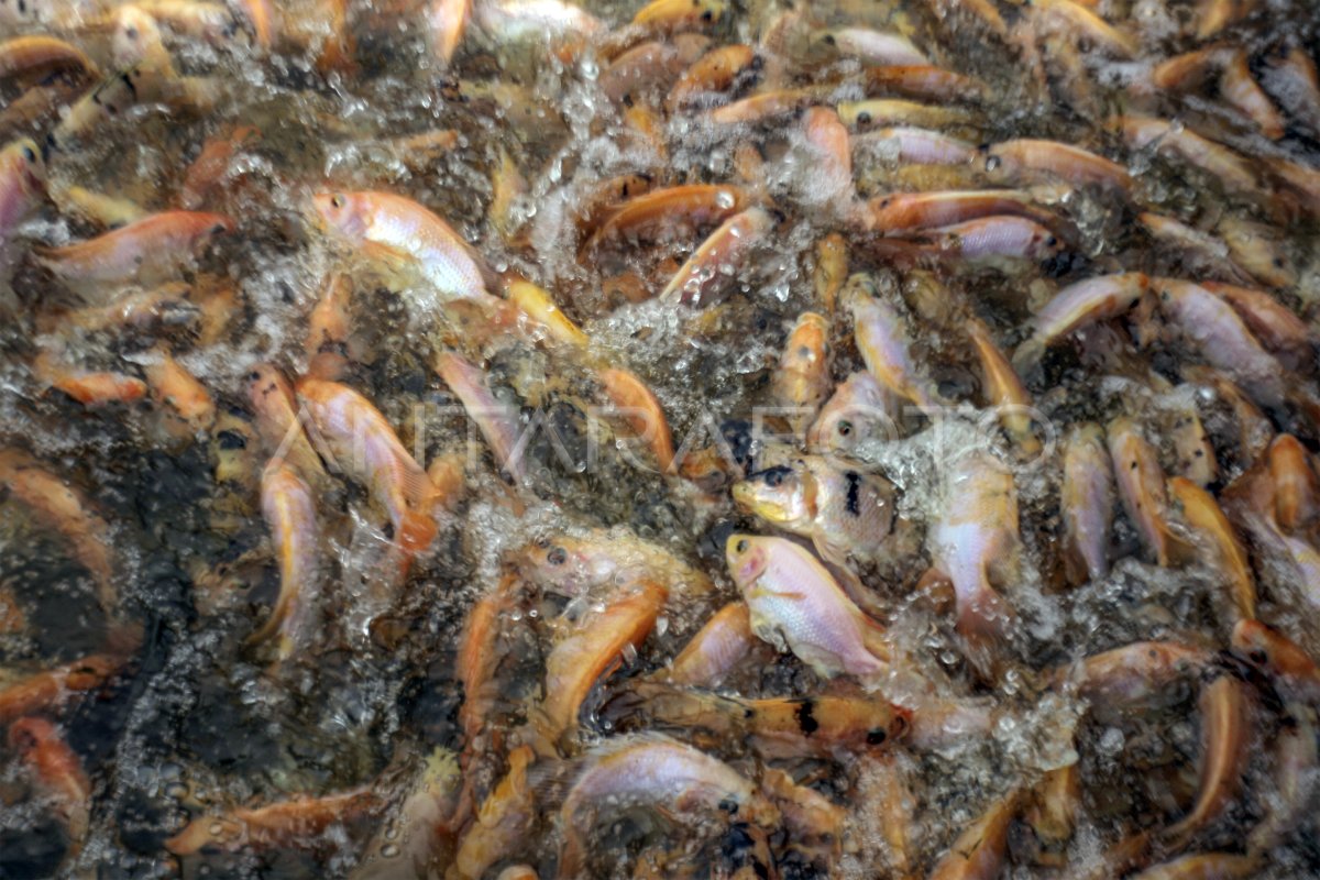 BUDIDAYA IKAN NILA SISTEM BIOFLOK | ANTARA Foto BUDIDAYA IKAN NILA SISTEM BIOFLOK | ANTARA Foto