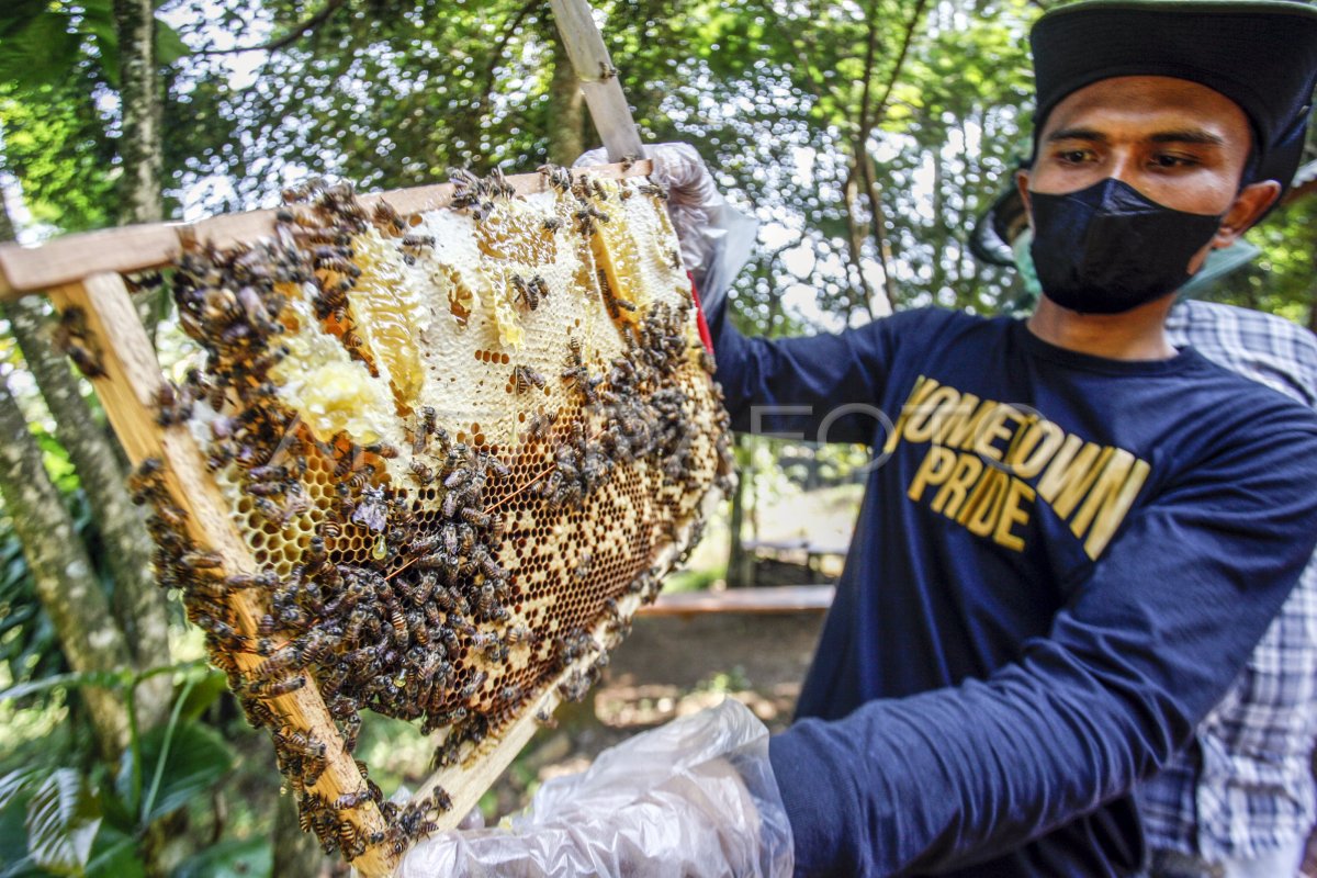 PANEN MADU HASIL BUDI DAYA DI BOGOR | ANTARA Foto