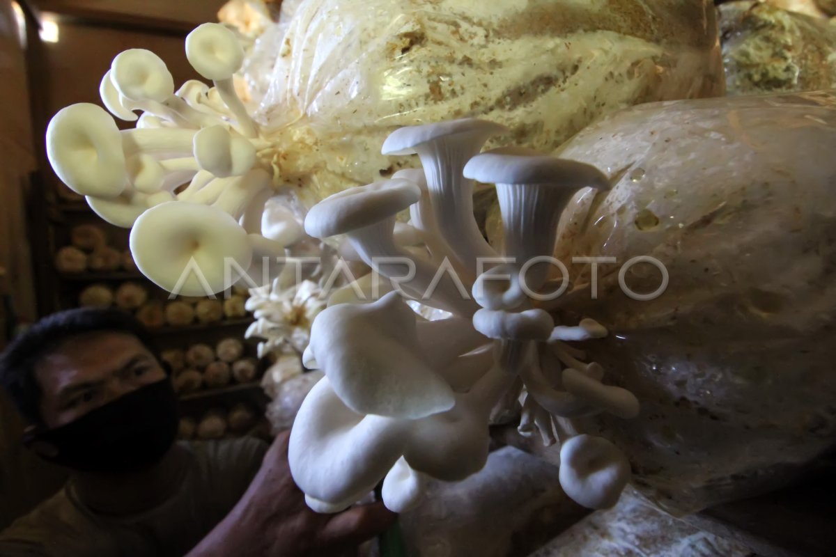 USAHA BUDIDAYA JAMUR | ANTARA Foto