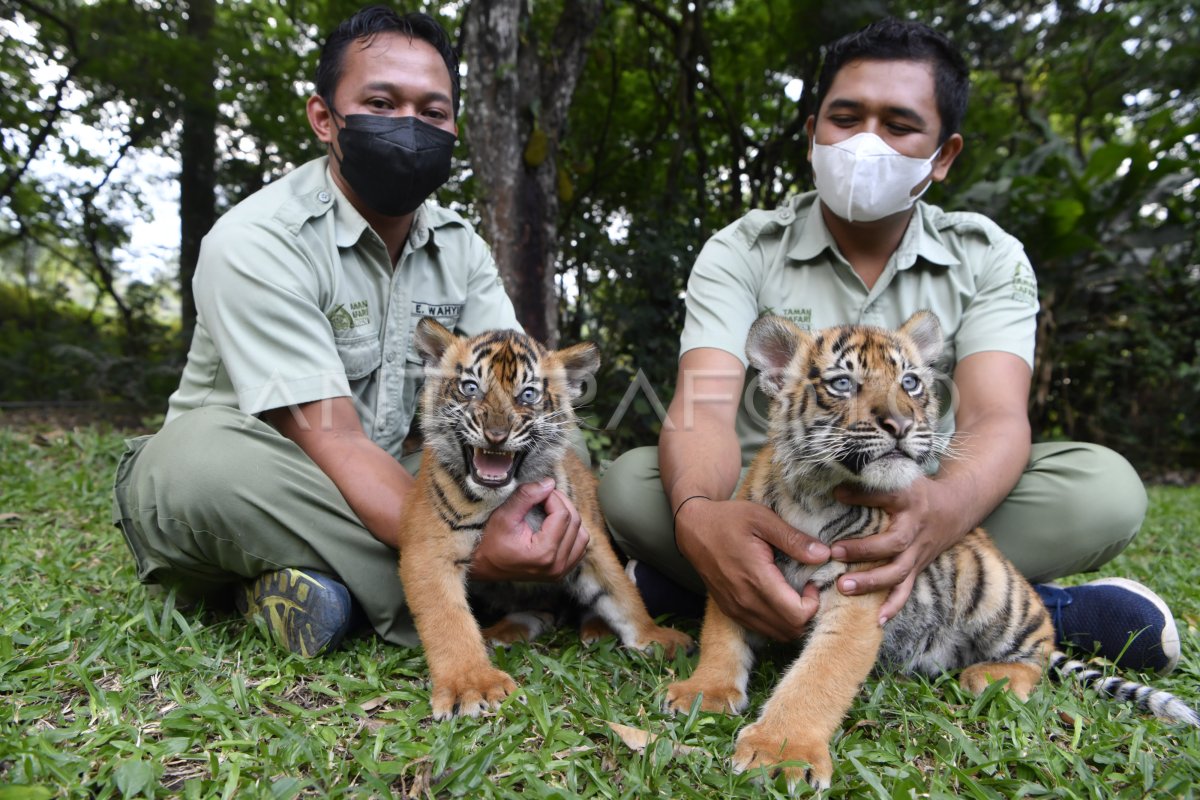 BAYI HARIMAU SUMATERA TAMAN SAFARI PRIGEN | ANTARA Foto BAYI HARIMAU SUMATERA TAMAN SAFARI PRIGEN | ANTARA Foto