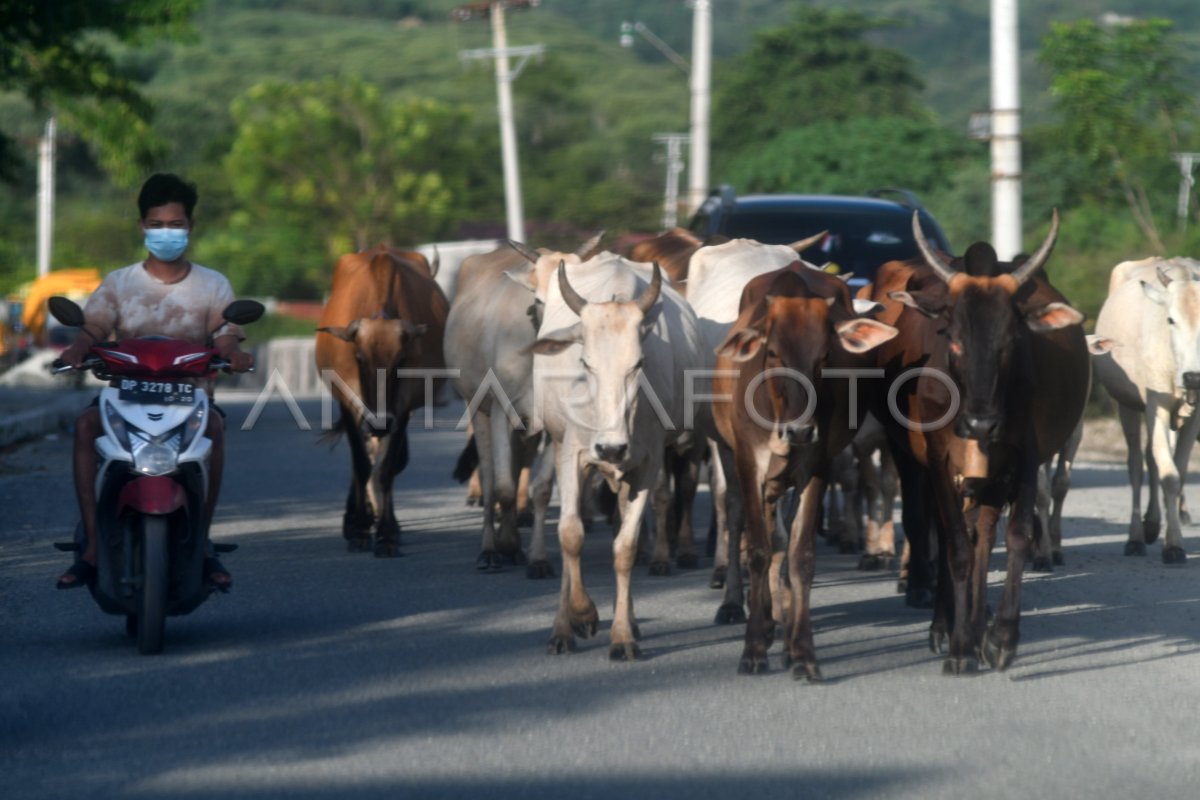 TERNAK BERKELIARAN DI JALAN | ANTARA Foto TERNAK BERKELIARAN DI JALAN | ANTARA Foto