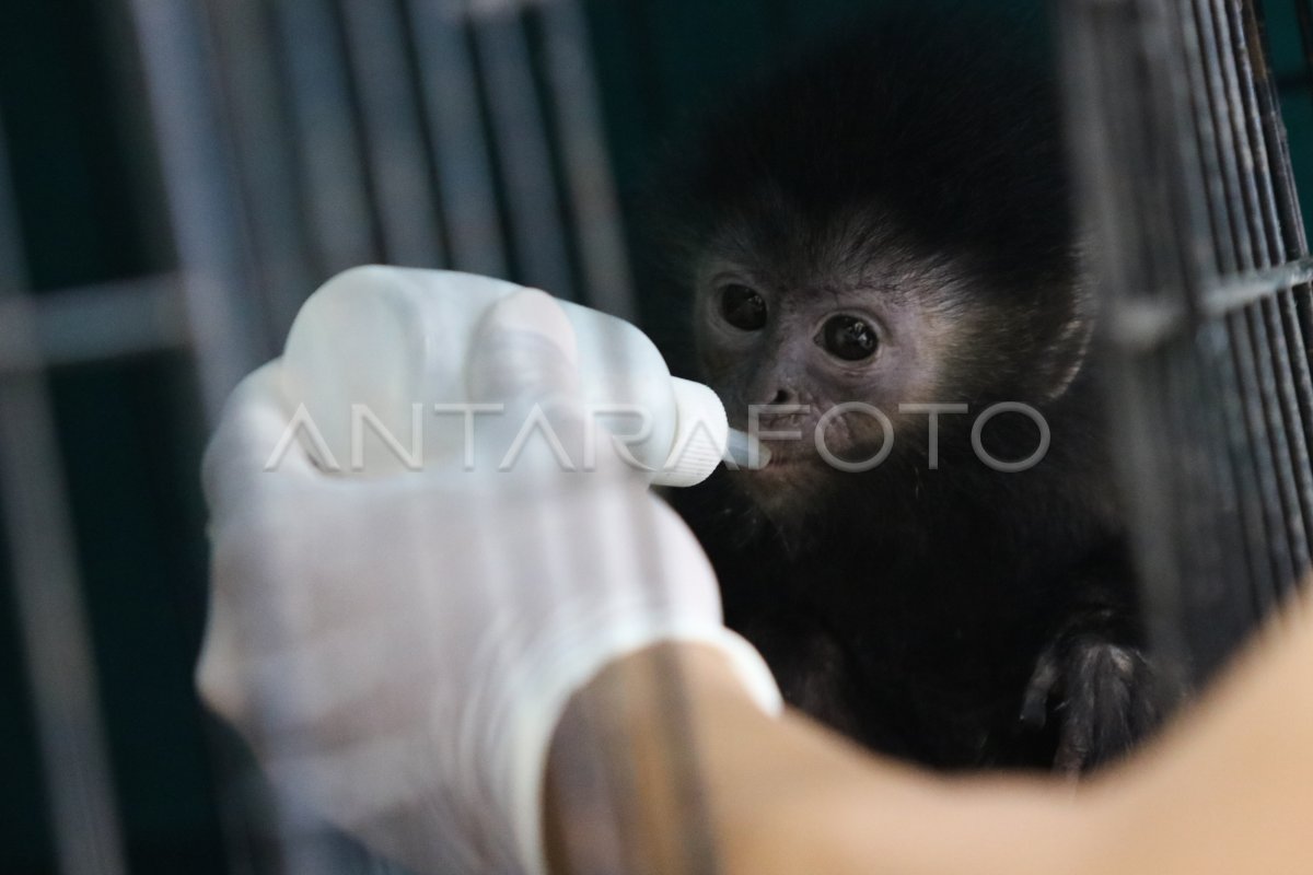 UNGKAP KASUS PERNIAGAAN SATWA DILINDUNGI | ANTARA Foto