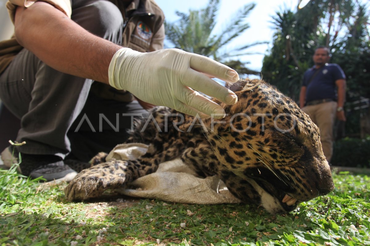 UNGKAP KASUS PERNIAGAAN SATWA DILINDUNGI | ANTARA Foto