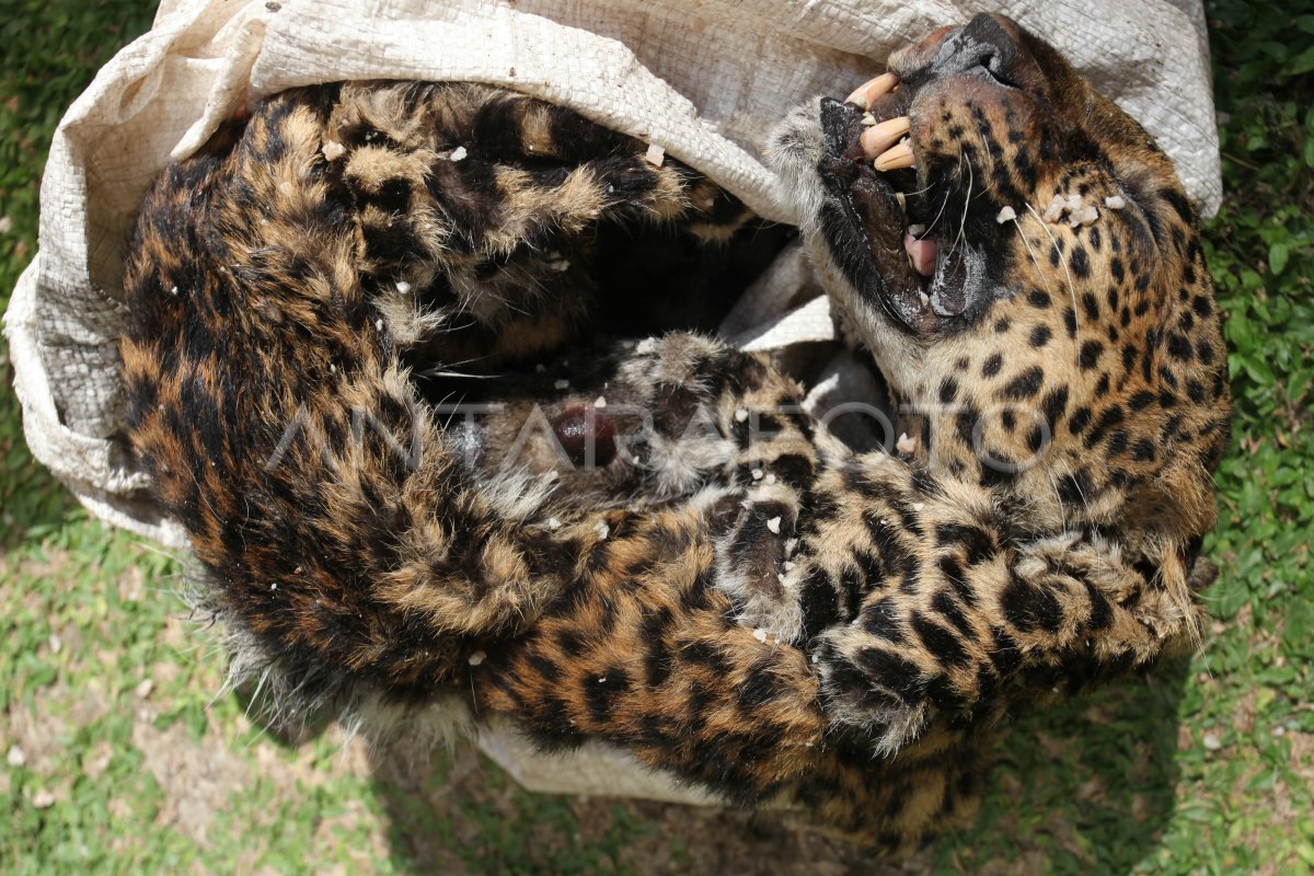 UNGKAP KASUS PERNIAGAAN SATWA DILINDUNGI | ANTARA Foto