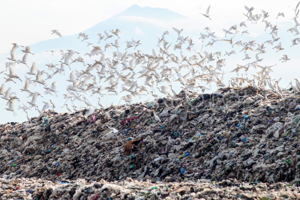 BURUNG KUNTUL MENCARI MAKAN DI TPA | ANTARA Foto BURUNG KUNTUL MENCARI MAKAN DI TPA | ANTARA Foto