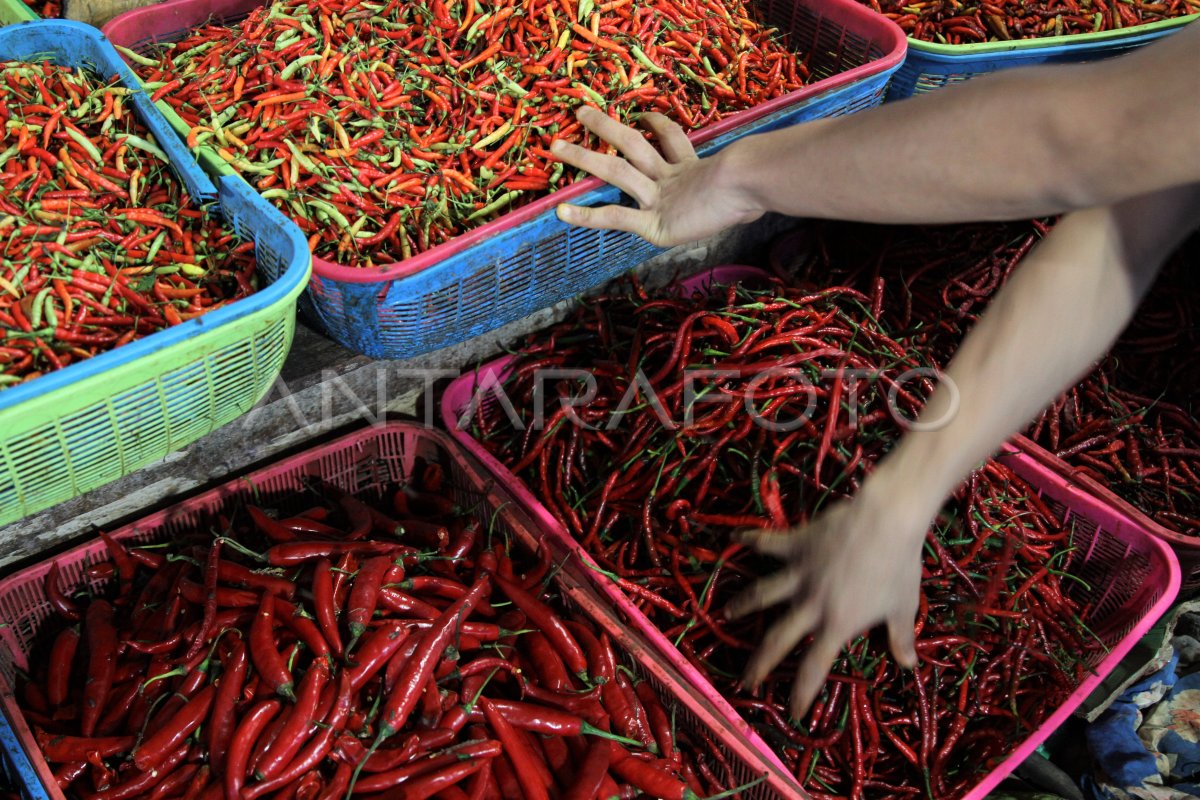 HARGA CABAI BESAR NAIK | ANTARA Foto