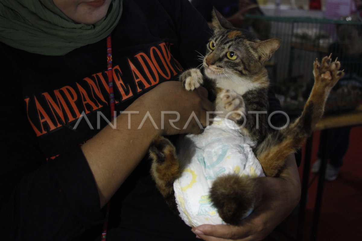 ADOPSI KUCING JALANAN | ANTARA Foto