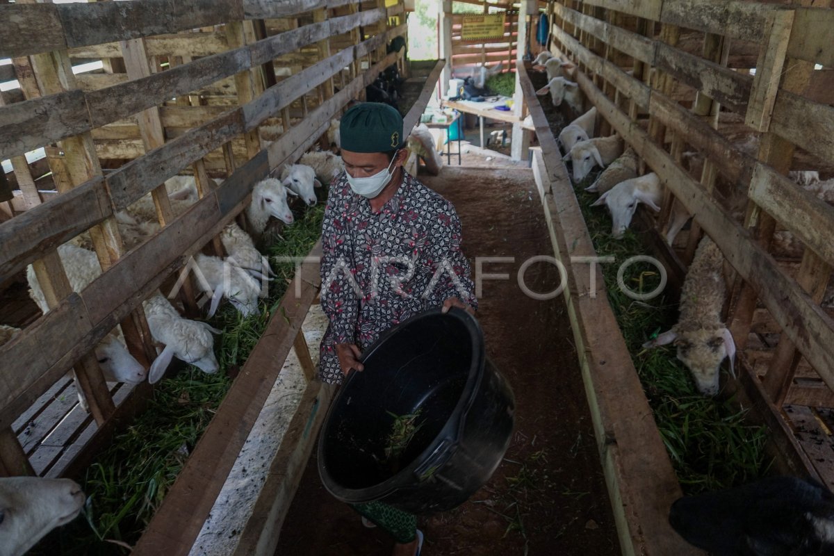 MANTAN WARGA BINAAN KELOLA TERNAK DOMBA | ANTARA Foto MANTAN WARGA BINAAN KELOLA TERNAK DOMBA | ANTARA Foto