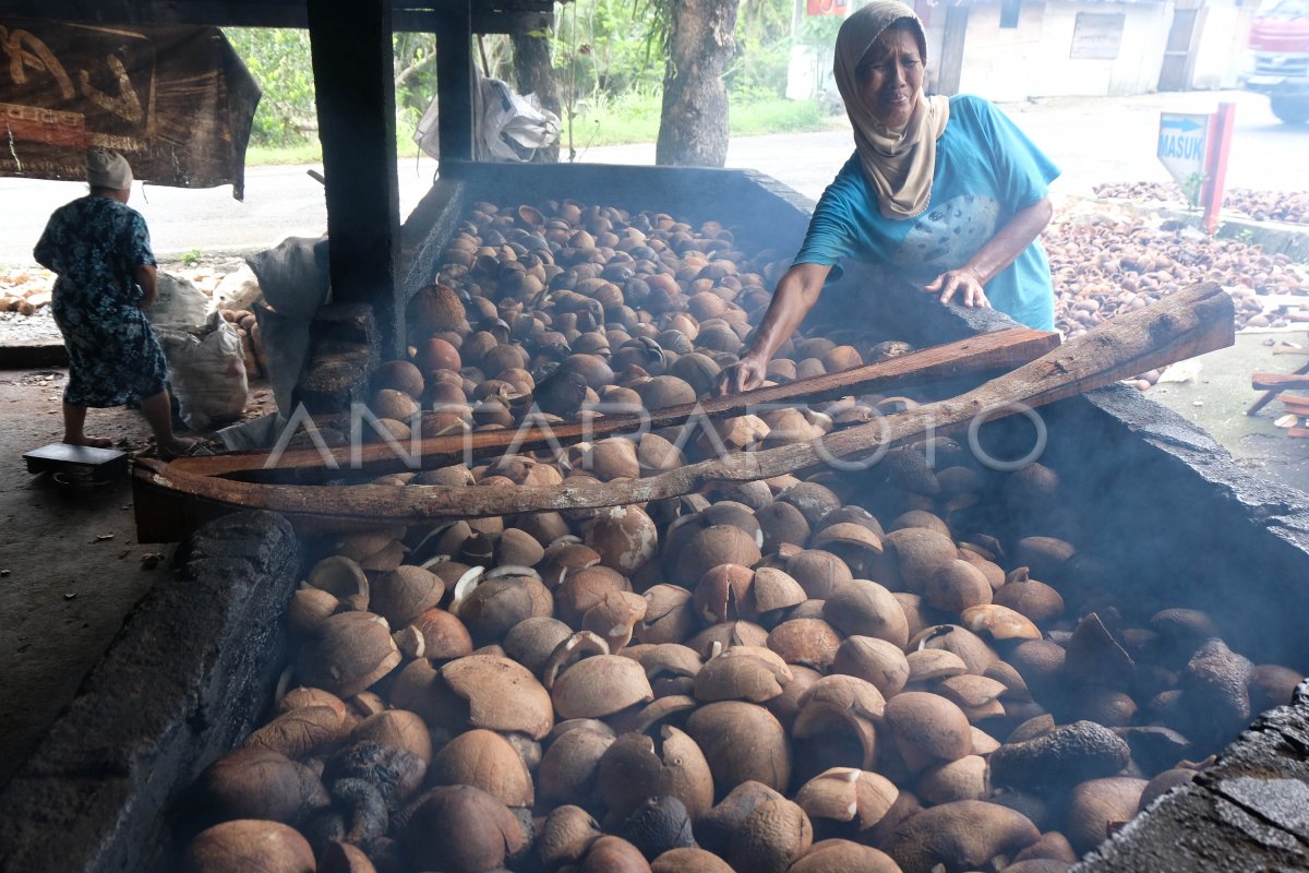 HARGA KOPRA NAIK | ANTARA Foto HARGA KOPRA NAIK | ANTARA Foto