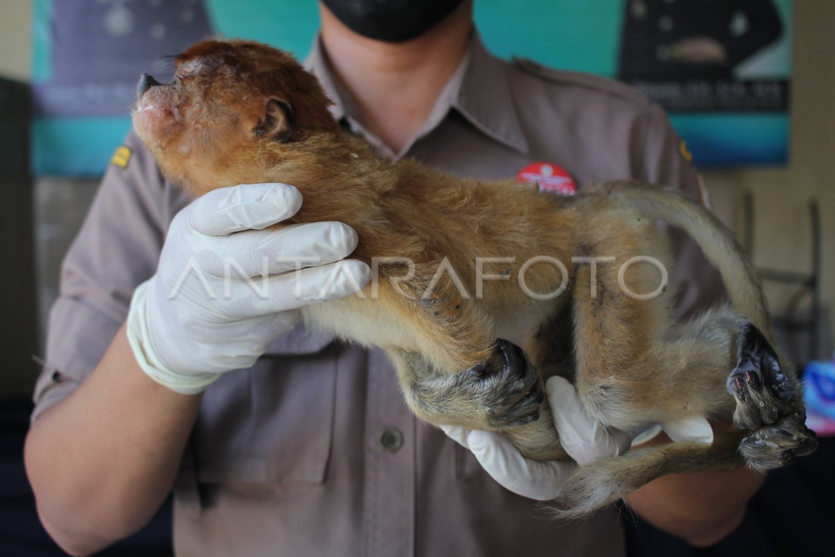 UNGKAP KASUS PENYELUNDUPAN SATWA DILINDUNGI | ANTARA Foto