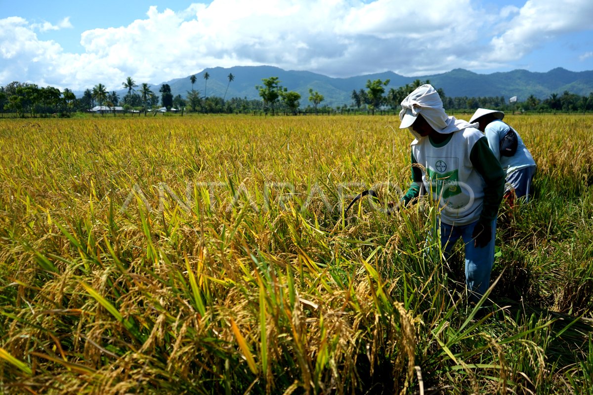 PANEN RAYA PADI CAKRA BUANA | ANTARA Foto
