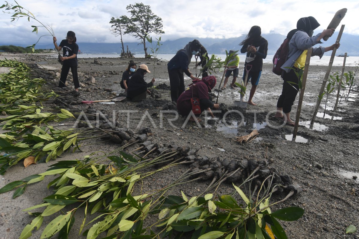 AKSI PENANAMAN 2.000 BIBIT MANGROVE | ANTARA Foto AKSI PENANAMAN 2.000 BIBIT MANGROVE | ANTARA Foto