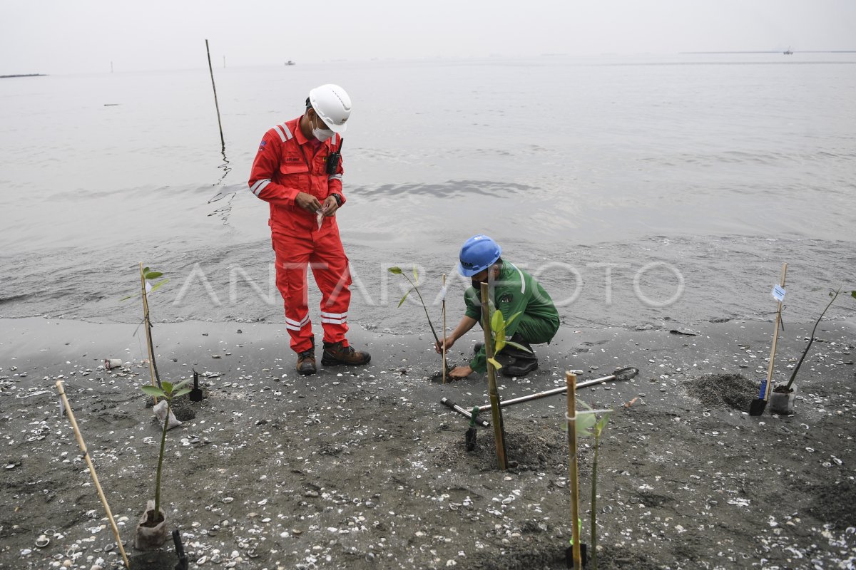 PENANAMAN 2.000 BIBIT MANGROVE | ANTARA Foto PENANAMAN 2.000 BIBIT MANGROVE | ANTARA Foto