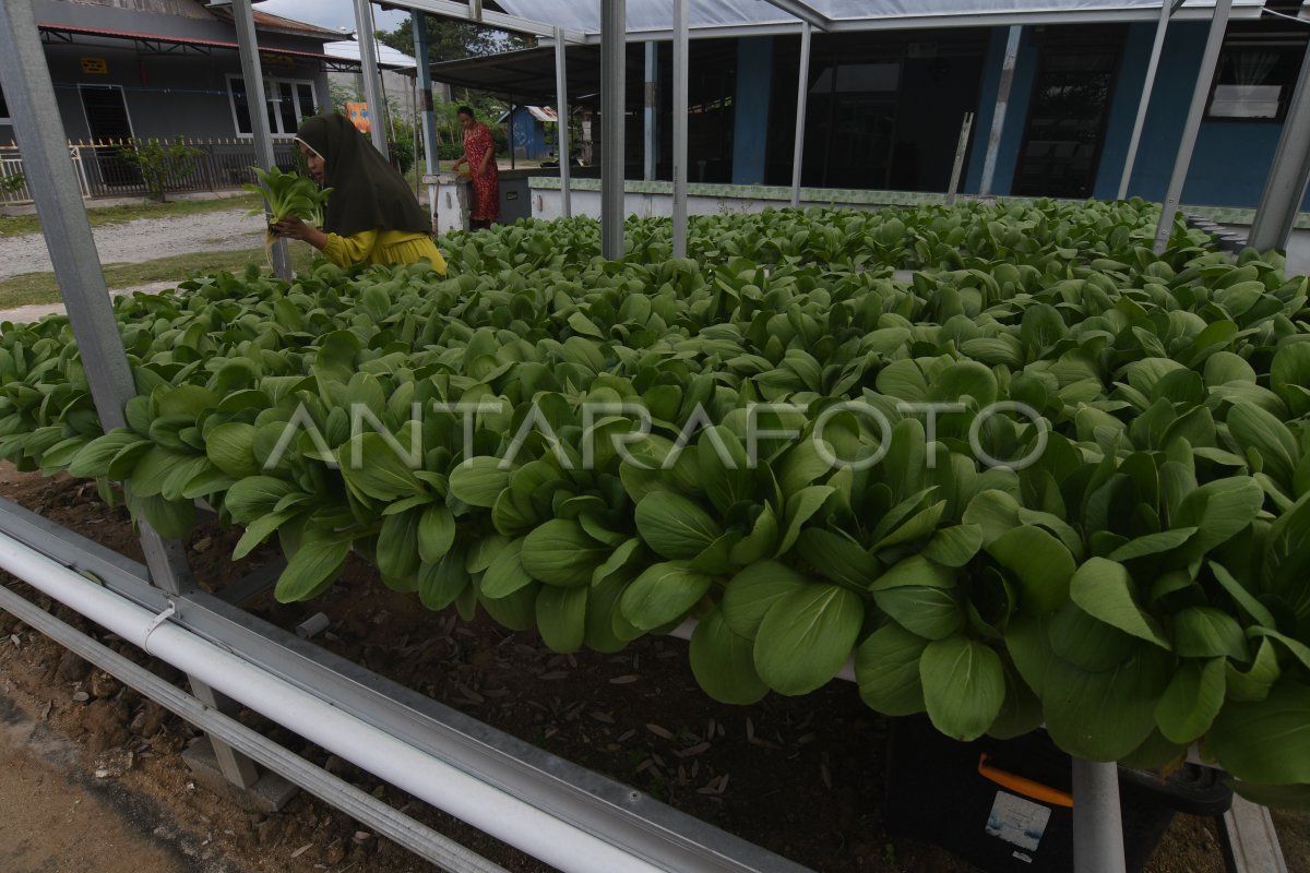 PEMANFAATAN PEKARANGAN RUMAH UNTUK KEBUN HIDROPONIK | ANTARA Foto