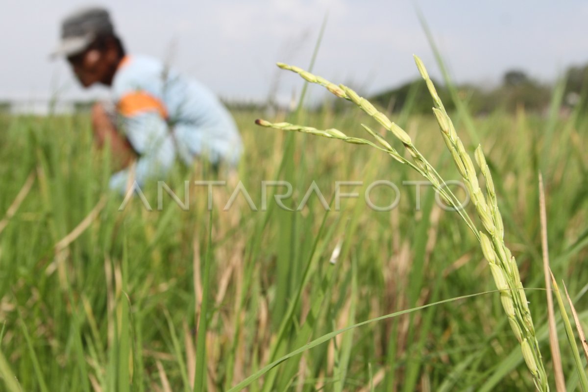 PETANI NGAWI GAGAL PANEN | ANTARA Foto