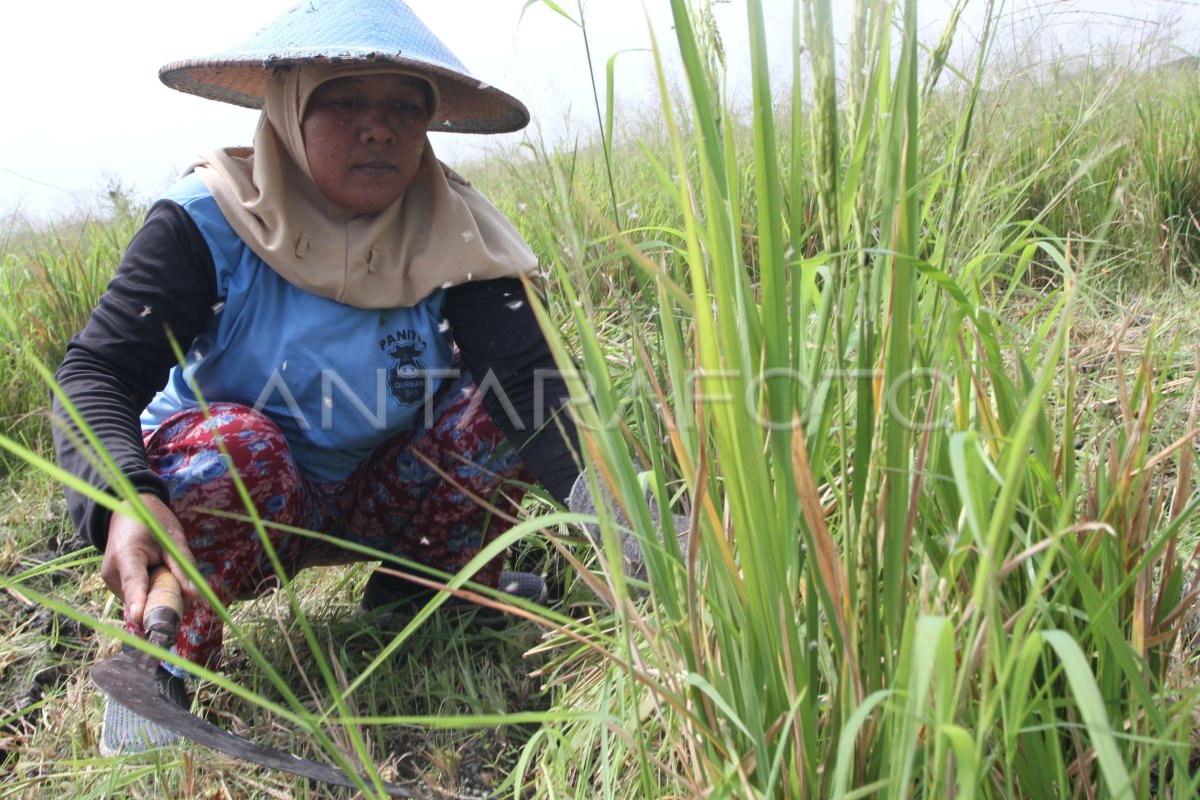 PETANI NGAWI GAGAL PANEN | ANTARA Foto