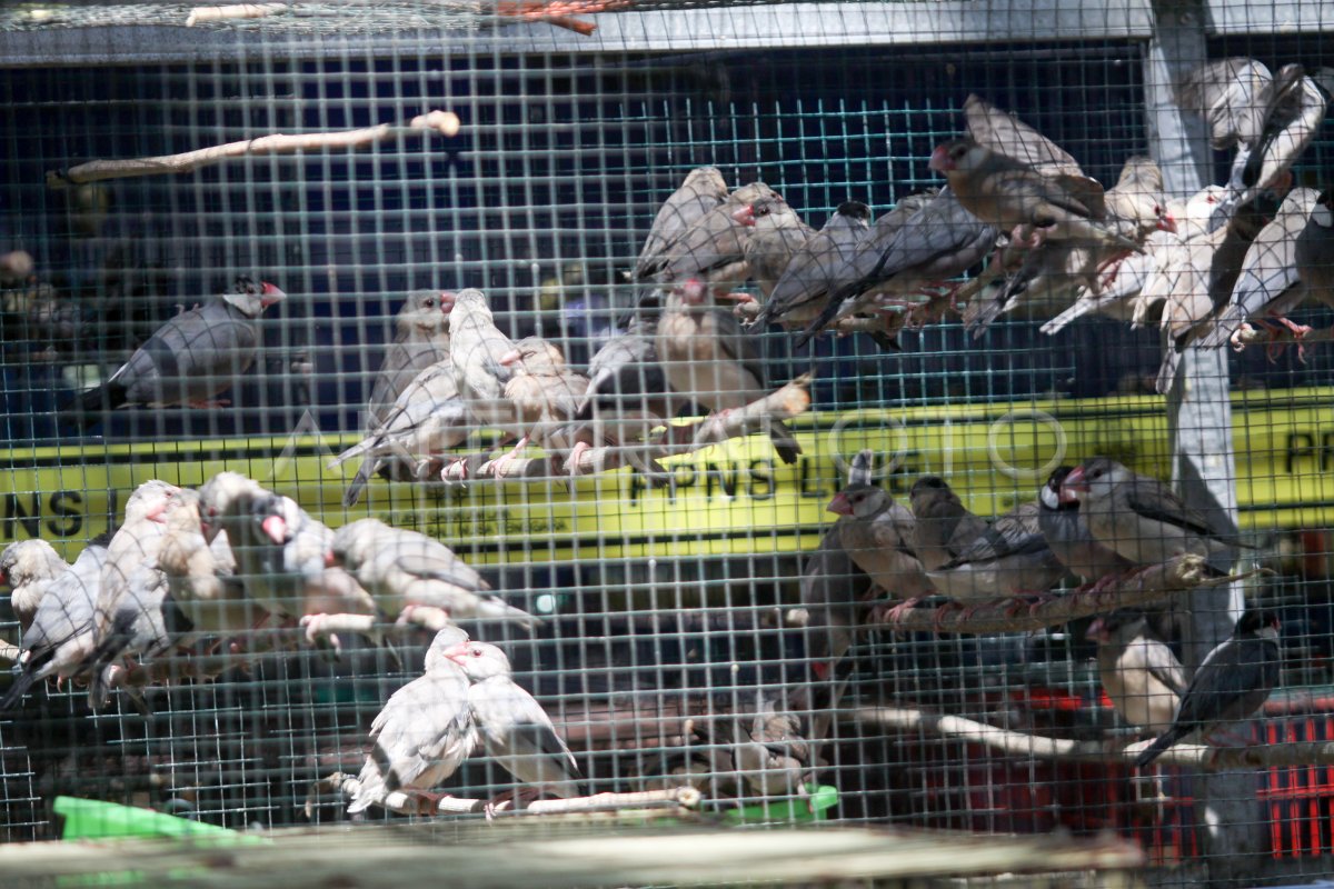 KASUS PERDAGANGAN SATWA DILINDUNGI | ANTARA Foto