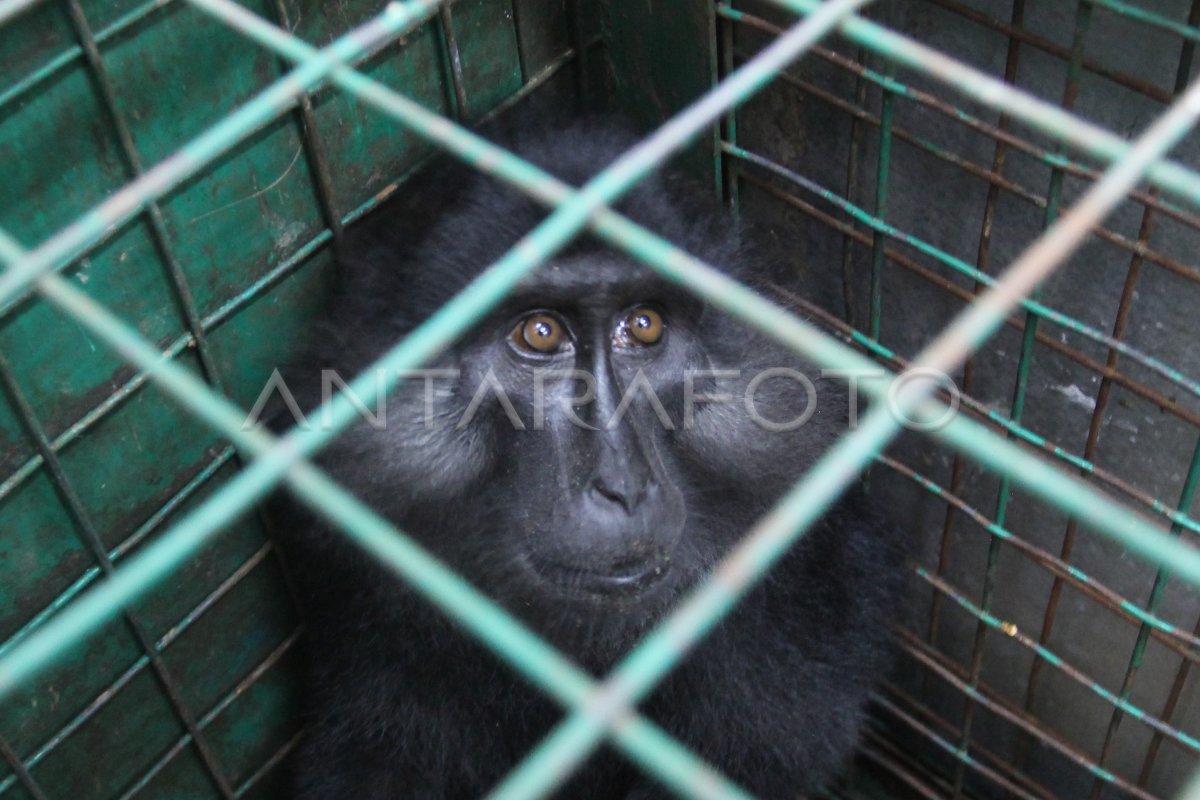 UNGKAP KASUS PERNIAGAAN SATWA DILINDUNGI | ANTARA Foto