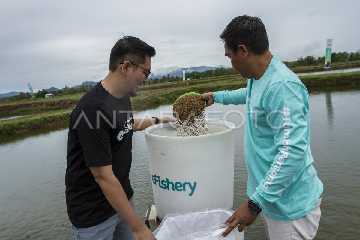 Pemberian Pakan Ikan Gunakan Alat Otomatis Efeeder Antara Foto