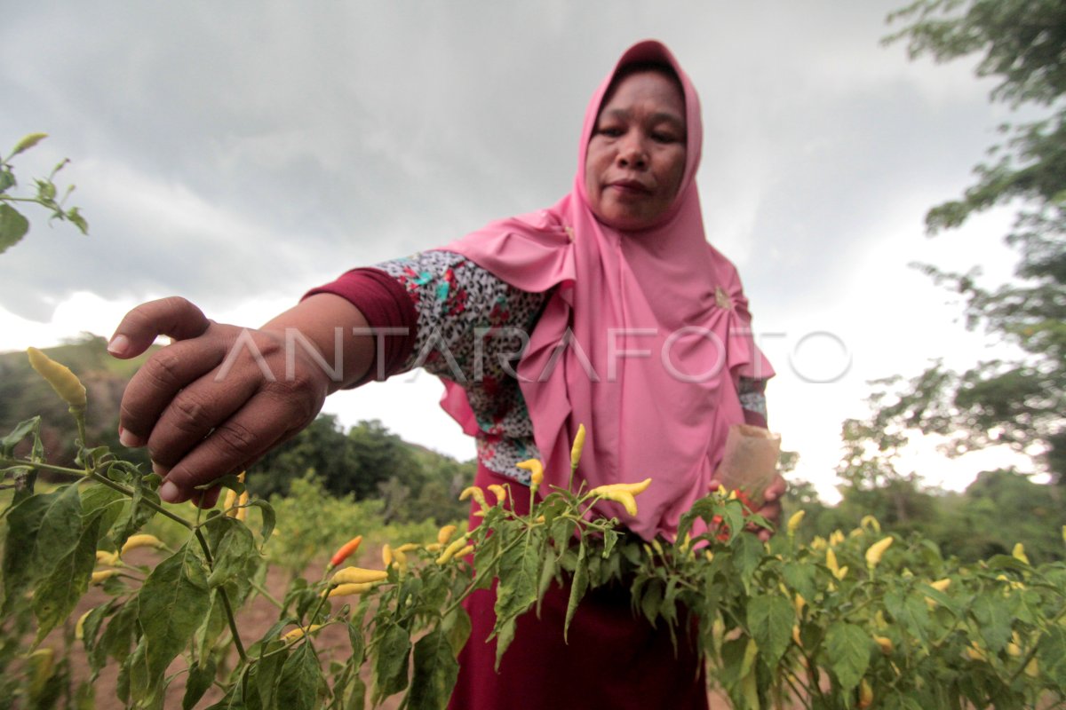 PROGRAM KETAHANAN PANGAN | ANTARA Foto PROGRAM KETAHANAN PANGAN | ANTARA Foto