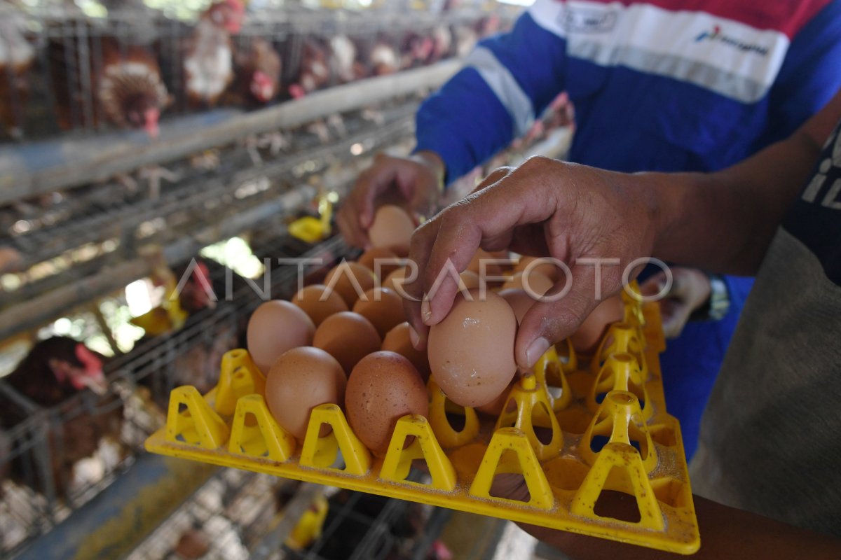 PEMBINAAN PETERNAKAN AYAM PETELUR | ANTARA Foto