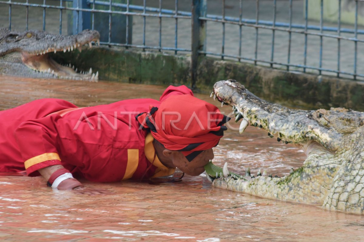 WISATA ATRAKSI PAWANG BUAYA DI SERANG BARU | ANTARA Foto WISATA ATRAKSI PAWANG BUAYA DI SERANG BARU | ANTARA Foto