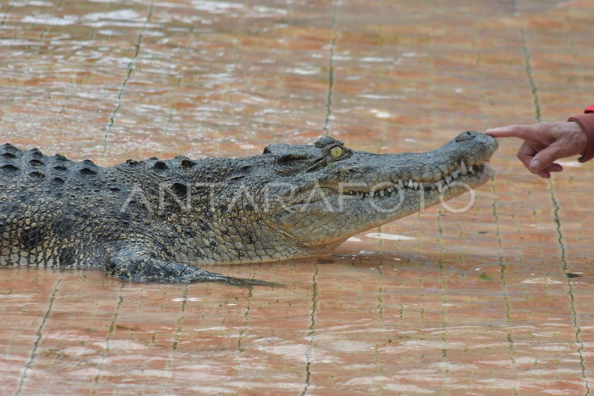 WISATA ATRAKSI PAWANG BUAYA DI SERANG BARU | ANTARA Foto WISATA ATRAKSI PAWANG BUAYA DI SERANG BARU | ANTARA Foto