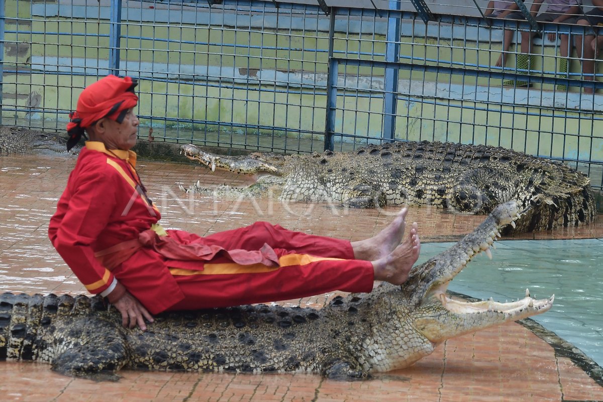 WISATA ATRAKSI PAWANG BUAYA DI SERANG BARU | ANTARA Foto WISATA ATRAKSI PAWANG BUAYA DI SERANG BARU | ANTARA Foto