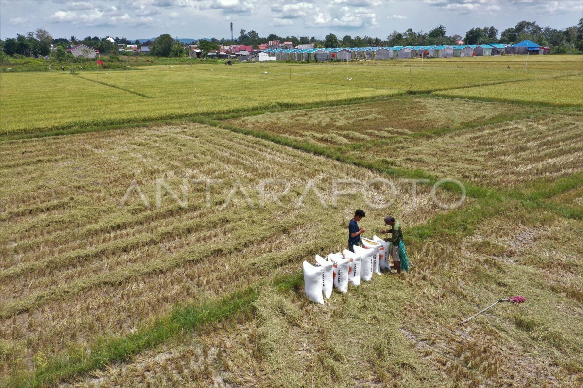 BAPANAS TARGET 2,4 JUTA TON SERAPAN BERAS TAHUN 2023 | ANTARA Foto