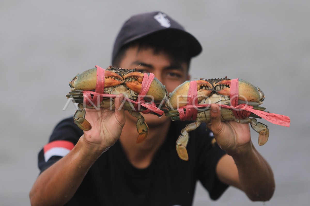 BUDIDAYA KEPITING BAKAU | ANTARA Foto