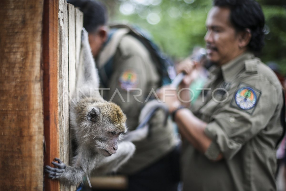 EVAKUASI MONYET EKOR PANJANG | ANTARA Foto EVAKUASI MONYET EKOR PANJANG | ANTARA Foto