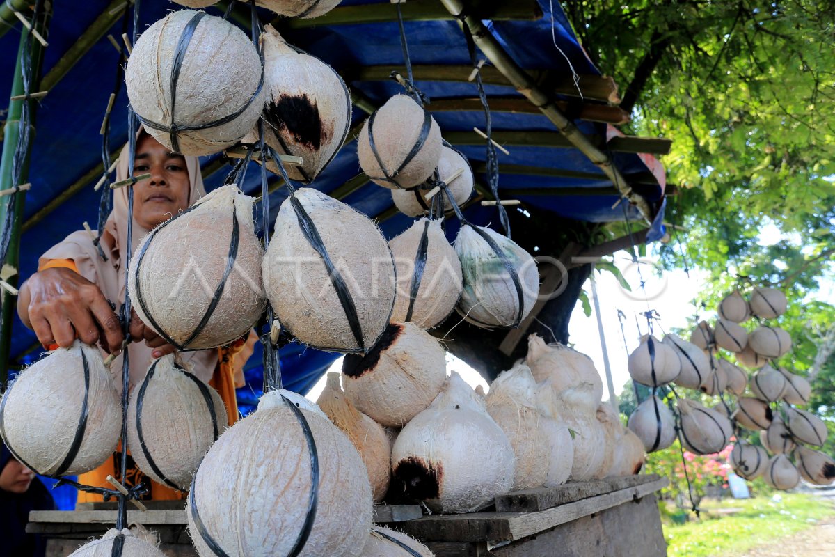 KELAPA BAKAR KHAS RAMADHAN DI ACEH BARAT | ANTARA Foto KELAPA BAKAR KHAS RAMADHAN DI ACEH BARAT | ANTARA Foto
