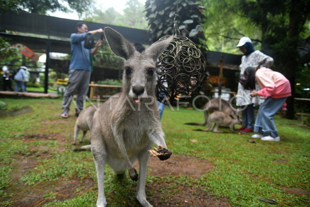 WISATA SATWA TAMAN SAFARI INDONESIA DI BOGOR | ANTARA Foto