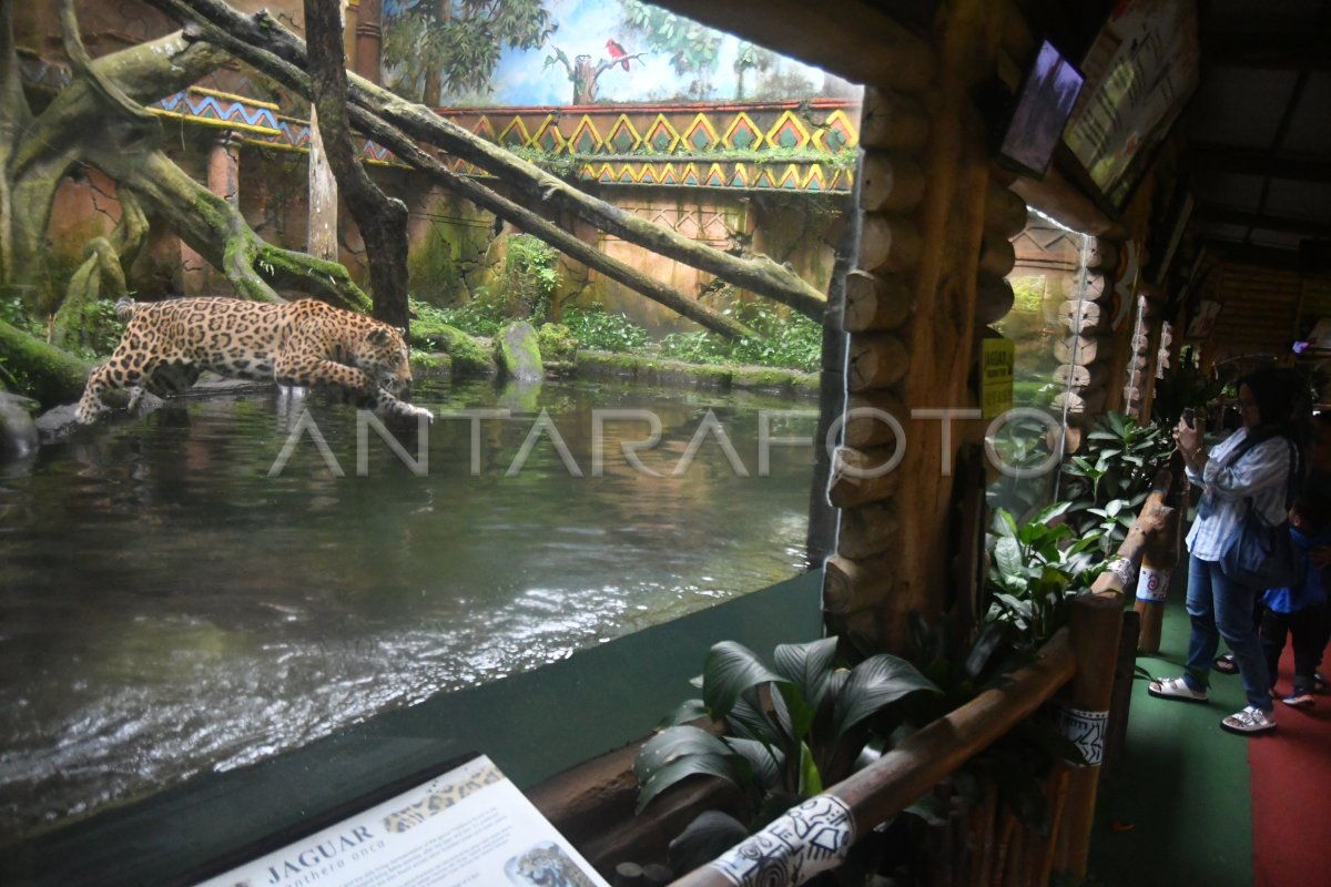 WISATA SATWA TAMAN SAFARI INDONESIA DI BOGOR | ANTARA Foto WISATA SATWA TAMAN SAFARI INDONESIA DI BOGOR | ANTARA Foto