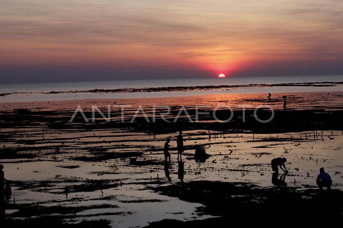 Harga rumput laut turun | ANTARA Foto