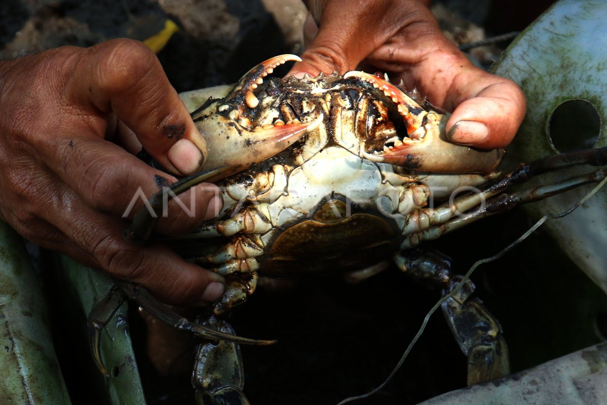 Budi daya kepiting bakau | ANTARA Foto