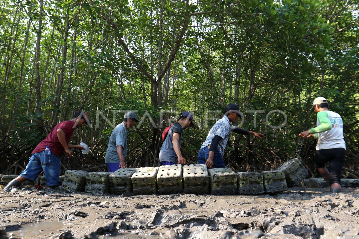 Budi daya kepiting bakau | ANTARA Foto