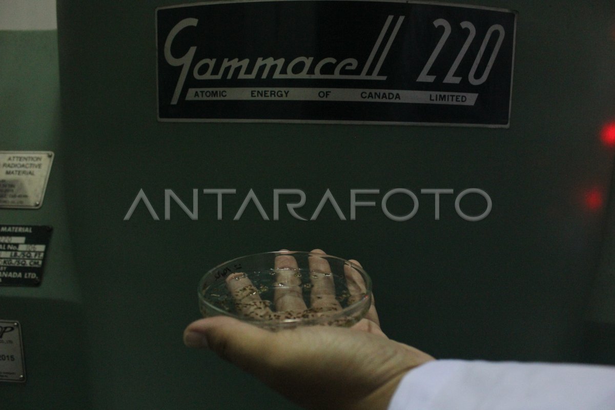 Pemandulan Nyamuk Dbd Dengan Radiasi Nuklir Antara Foto